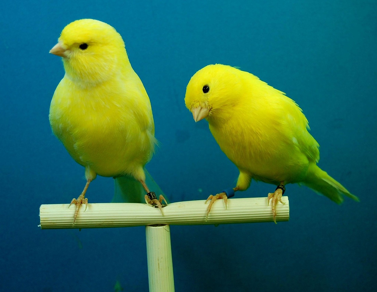 Quels oiseaux peuvent cohabiter harmonieusement avec des canaris ? | De ...
