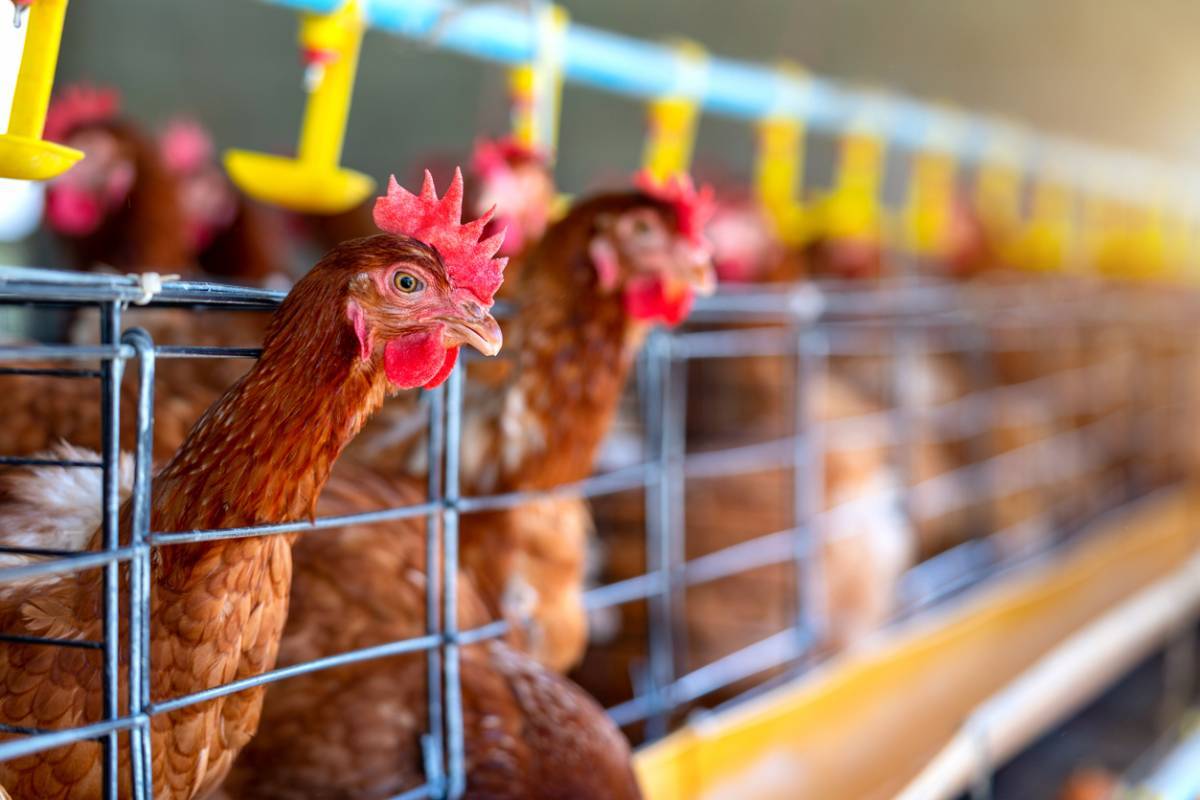 Comment éliminer les poux rouges dans un élevage ? | De la poule à l ...