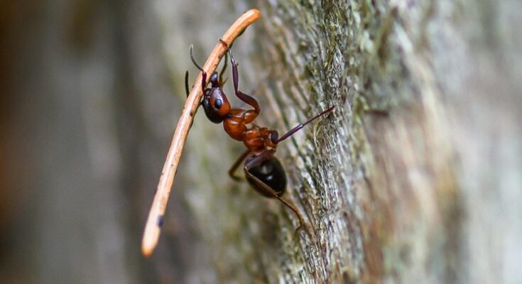 Comment les fourmis gèrent-elles leurs déchets alimentaires et leurs ...