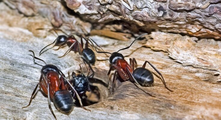 Comment les fourmis construisent-elles leur fourmilière ? | De la poule ...