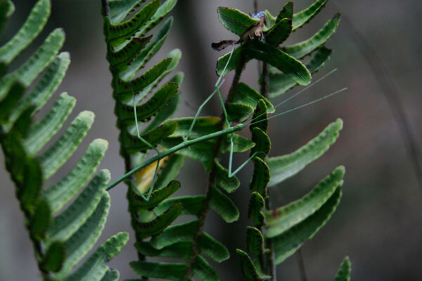Le phasme : que mange ce surprenant insecte